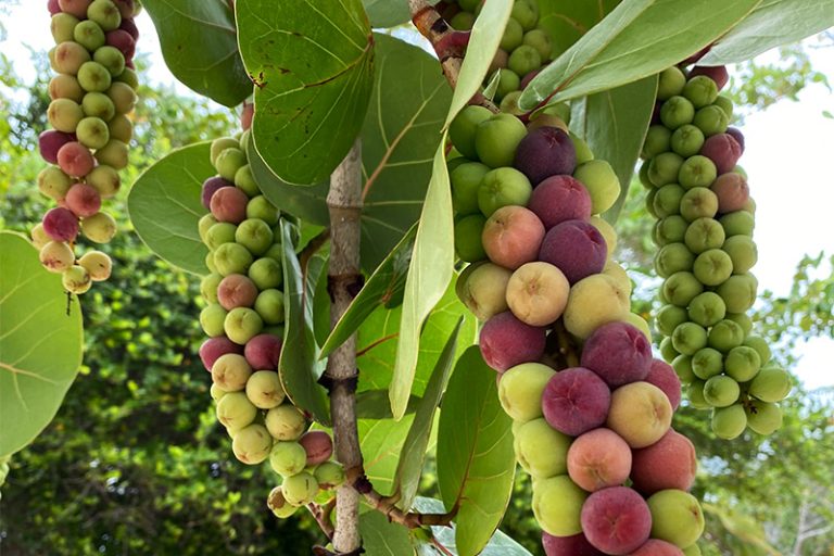 A Grape Belizean Memory